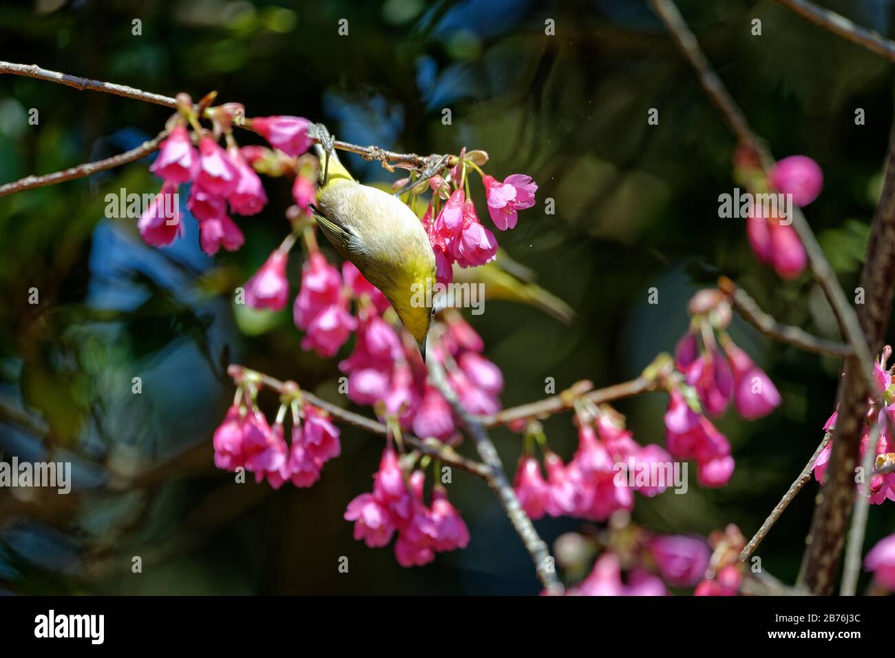 Warbling white-eye Zosterops japonicus on a tree in mount Kagami in ...
