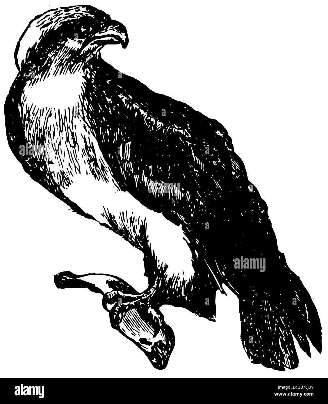 Osprey vector hi-res stock photography and images - Alamy
