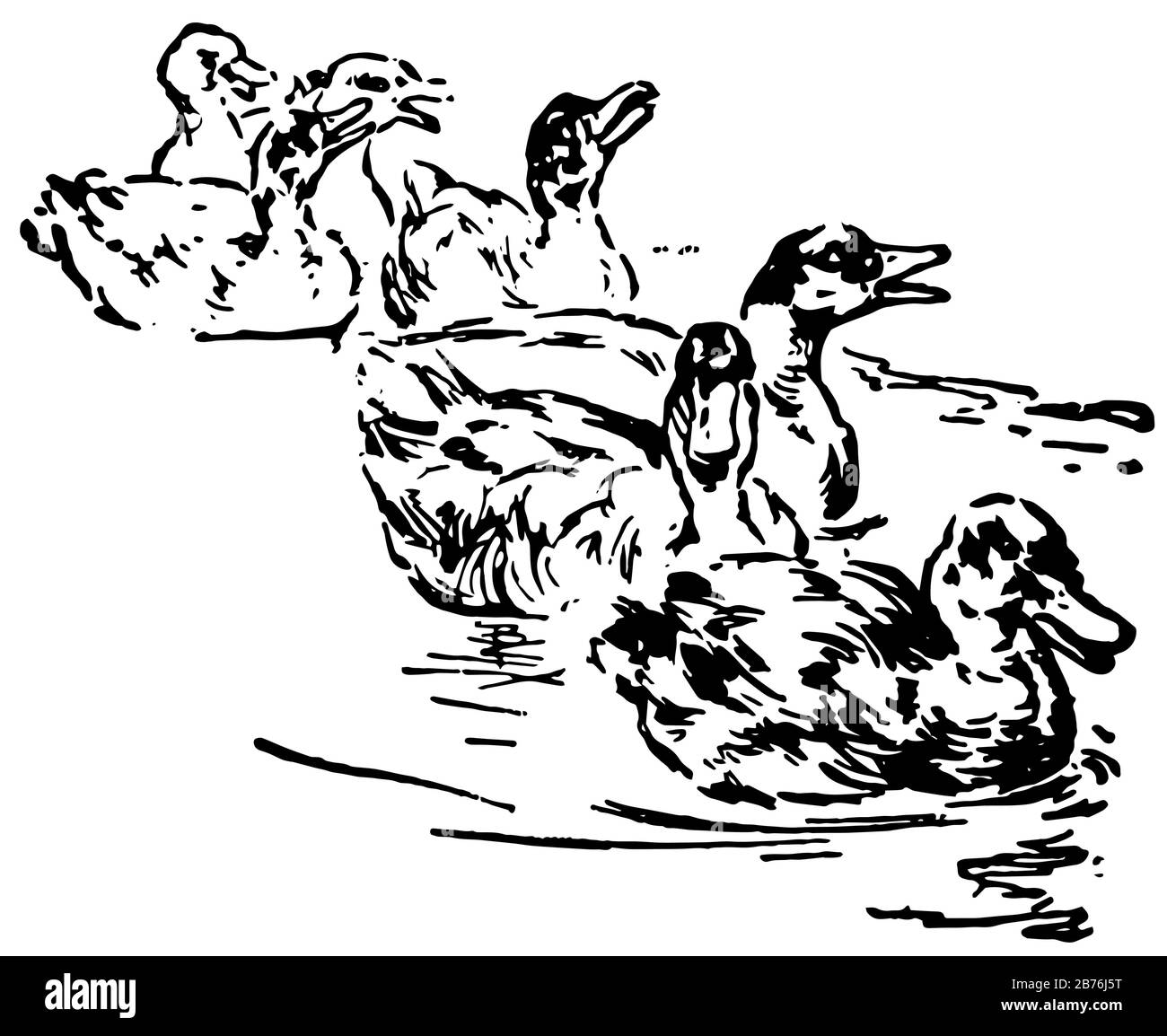 Seven ducks Stock Vector Images - Alamy