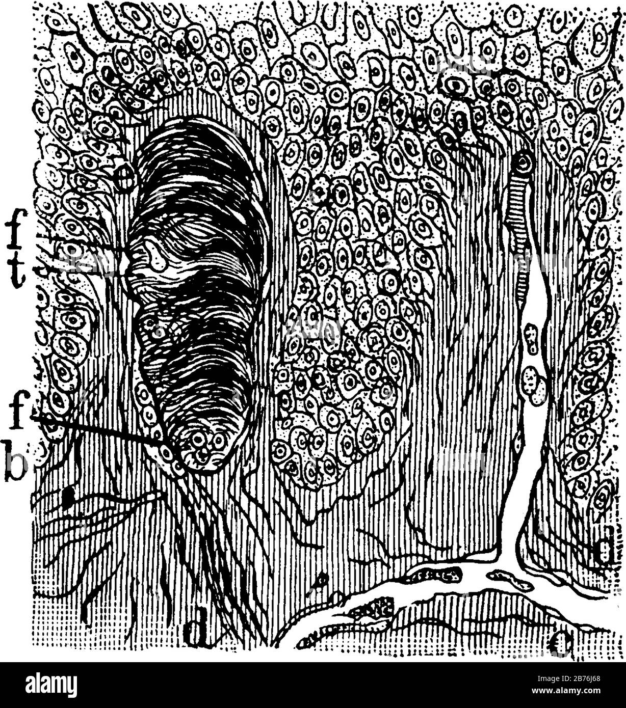 This illustration represents Sensation of the Skin, vintage line ...