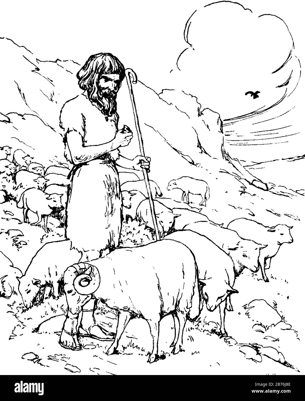 Group of sheep on the mountain, vintage line drawing or engraving ...