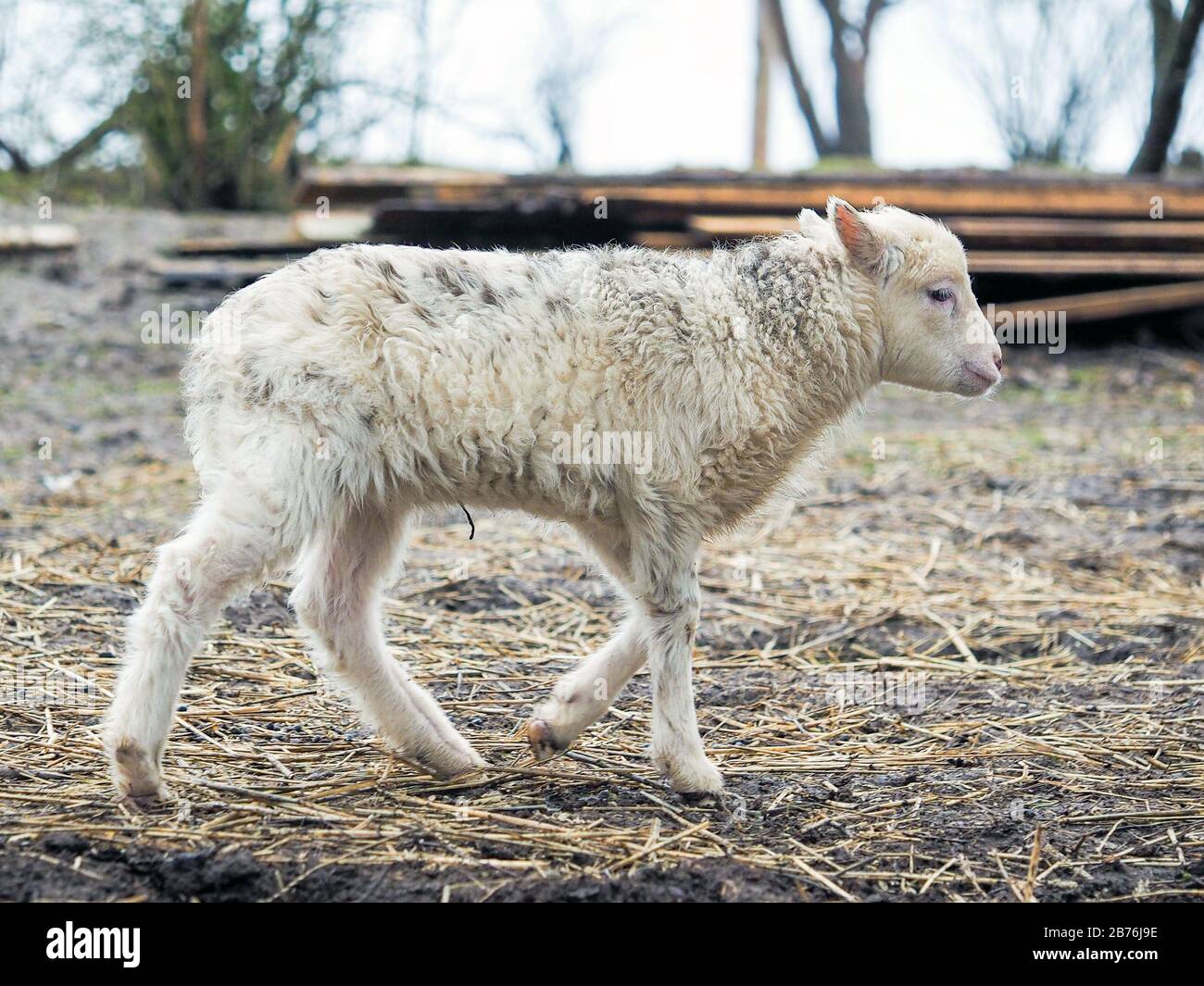 Very small lamb hi-res stock photography and images - Alamy