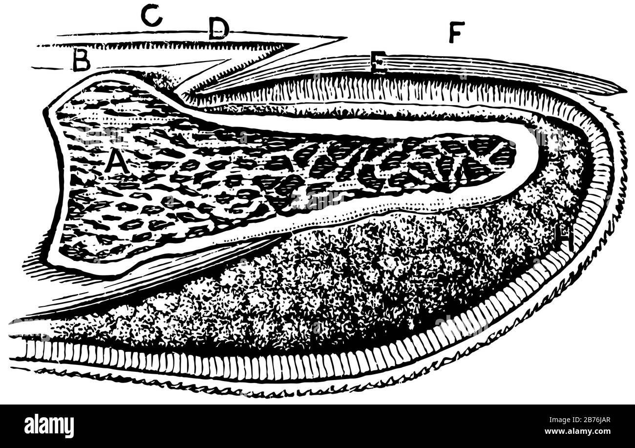 Finger longitudinal section Stock Vector Images - Alamy