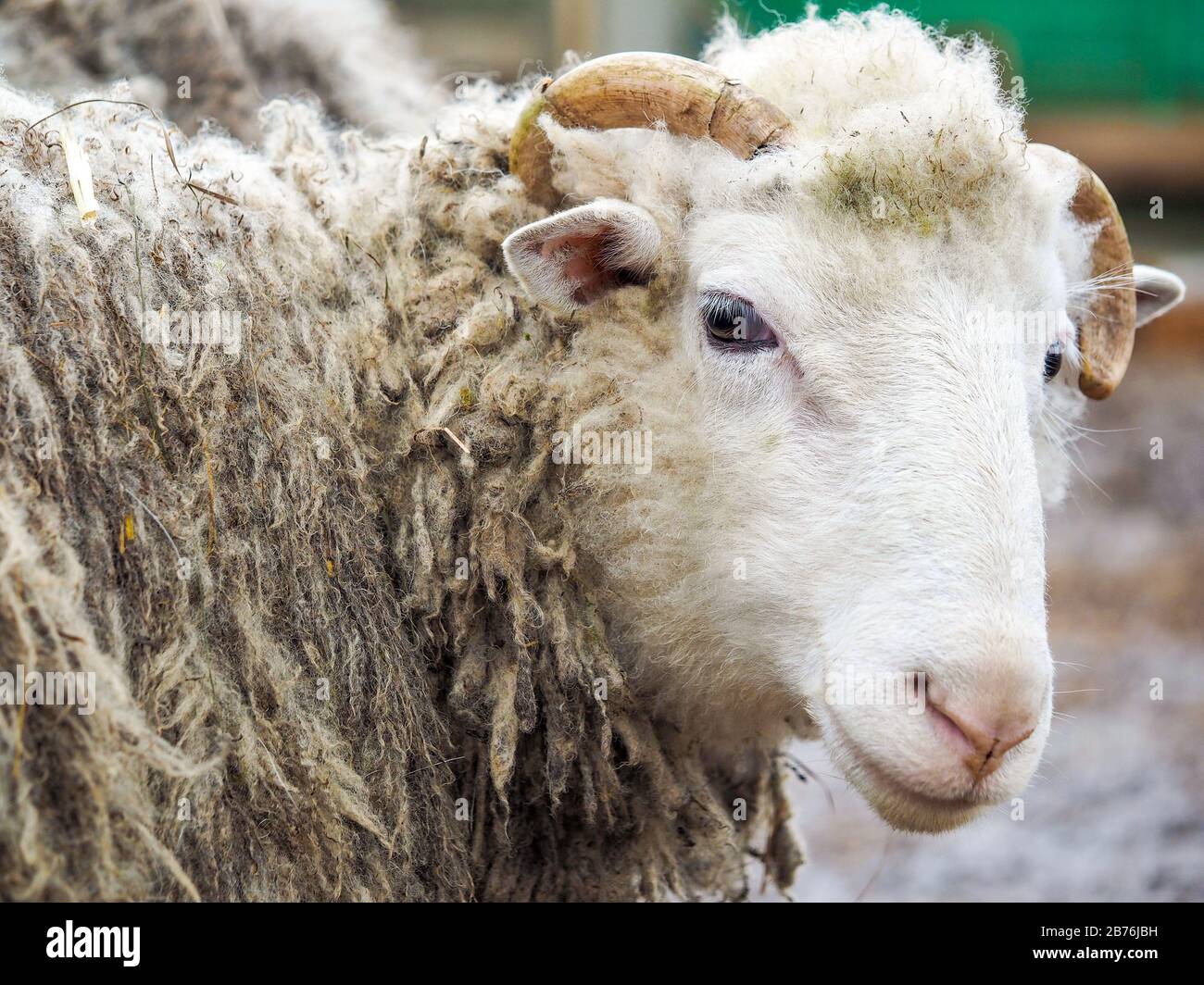 Portrait of a rare breed of sheep Poll dorset Stock Photo - Alamy