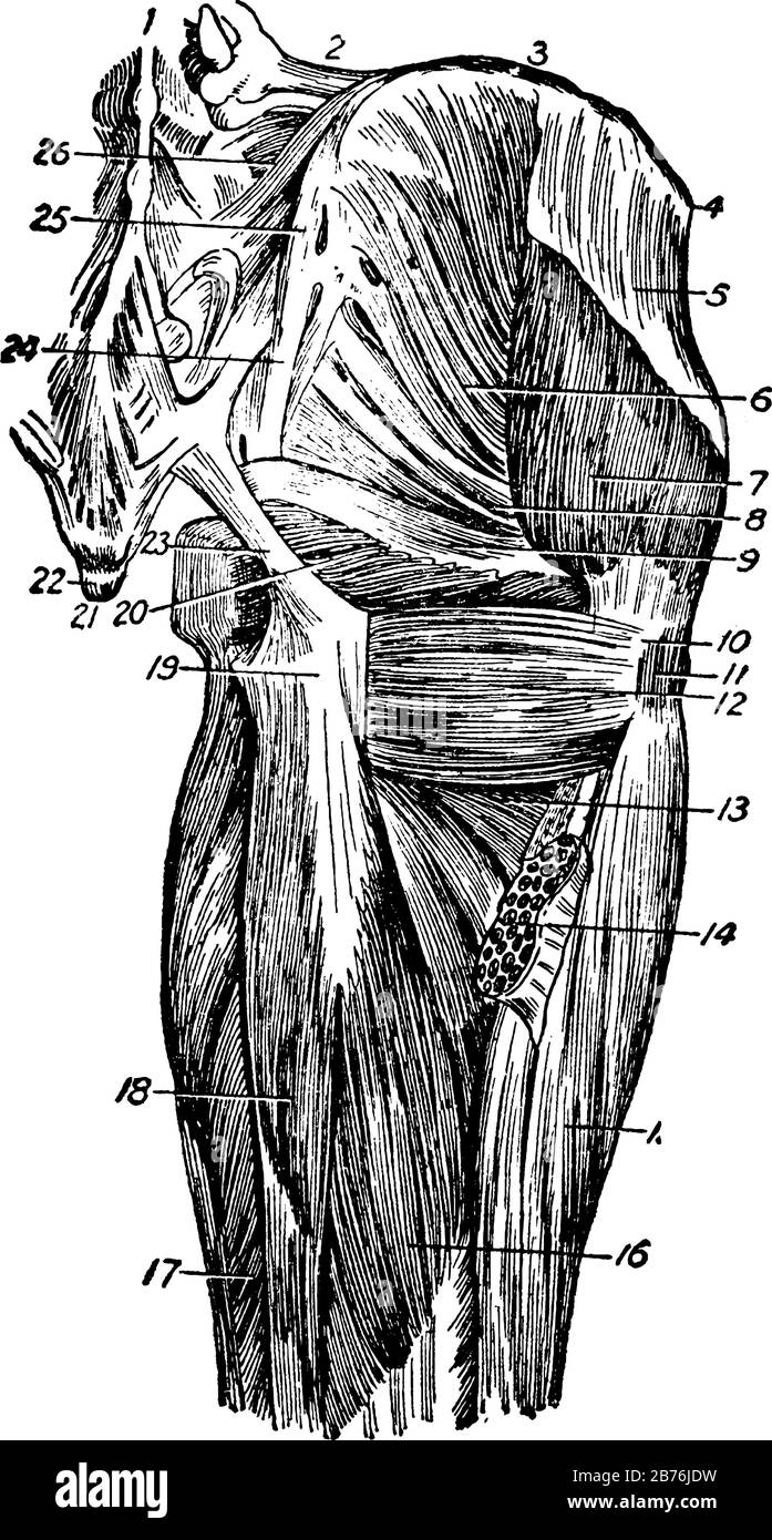 Thigh muscles hi-res stock photography and images - Alamy