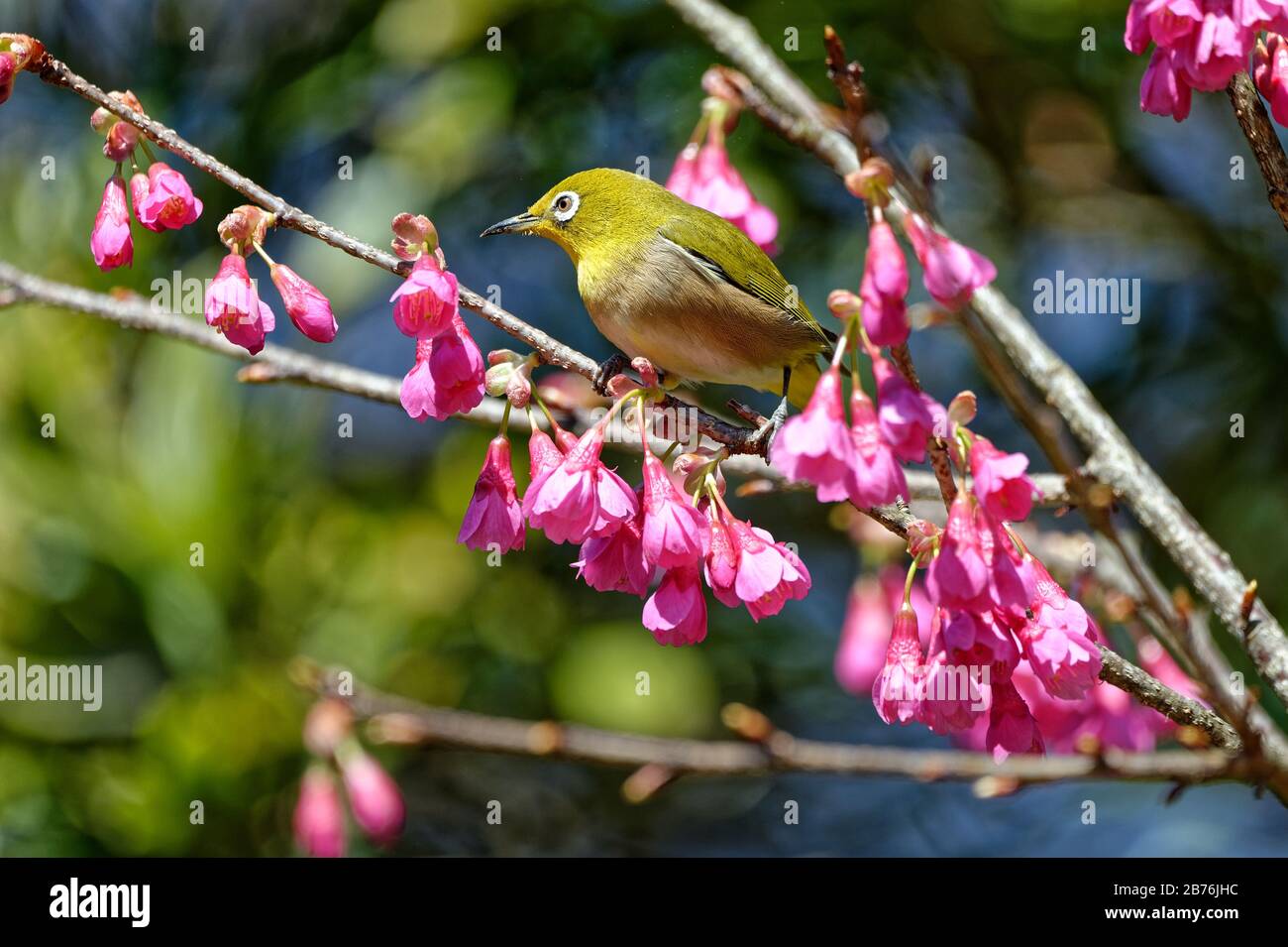Warbling white-eye Zosterops japonicus on a tree in mount Kagami in ...