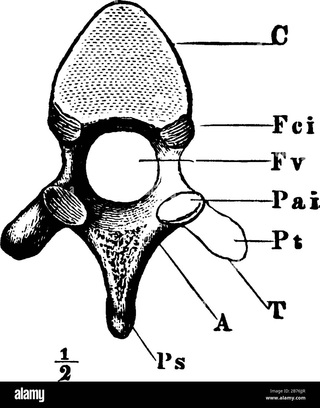 This illustration represents Dorsal Vertebra, vintage line drawing or ...