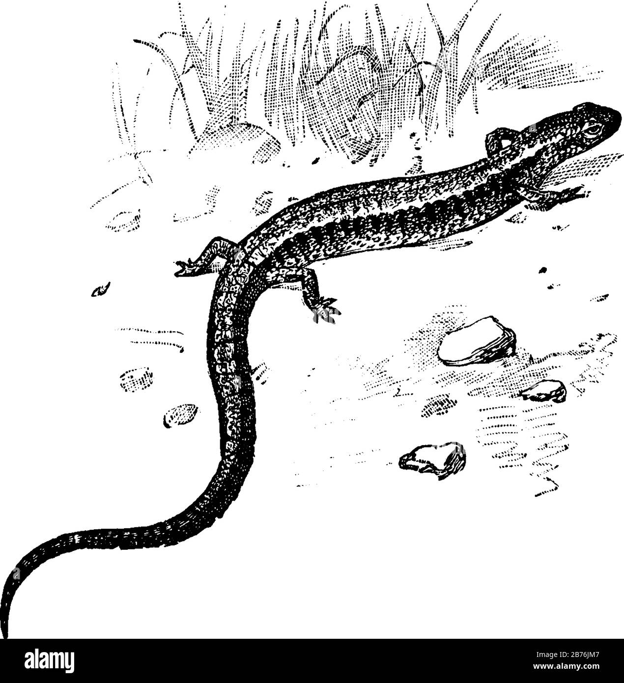 Salamander drawing Black and White Stock Photos & Images - Alamy