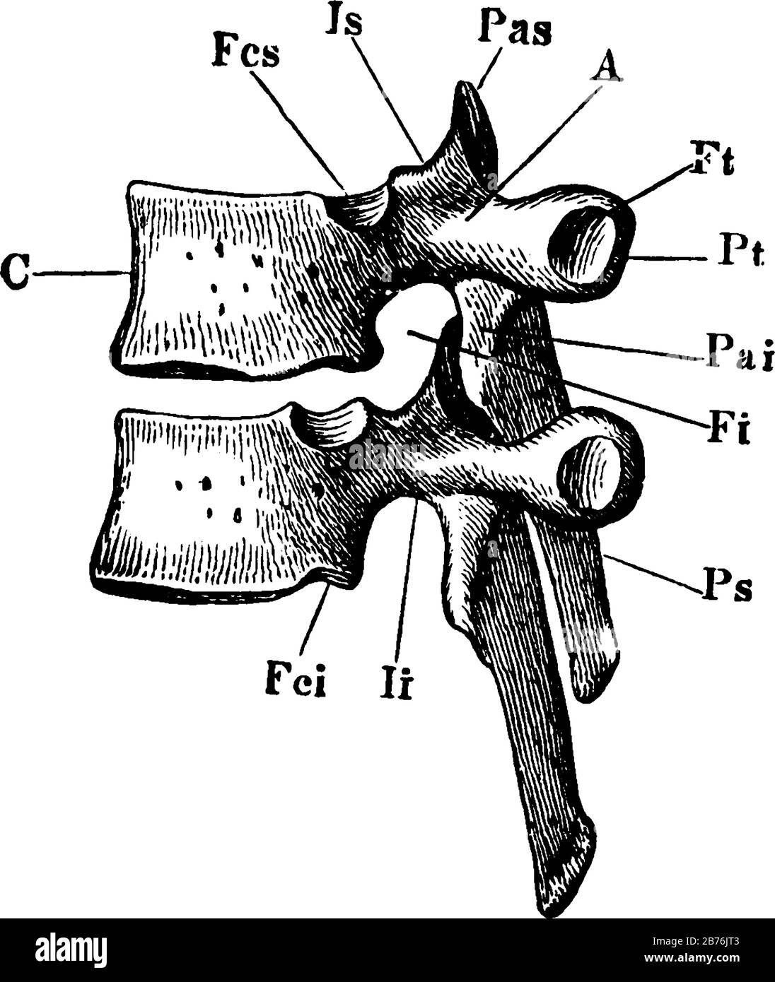Thoracic vertebrae hi-res stock photography and images - Alamy