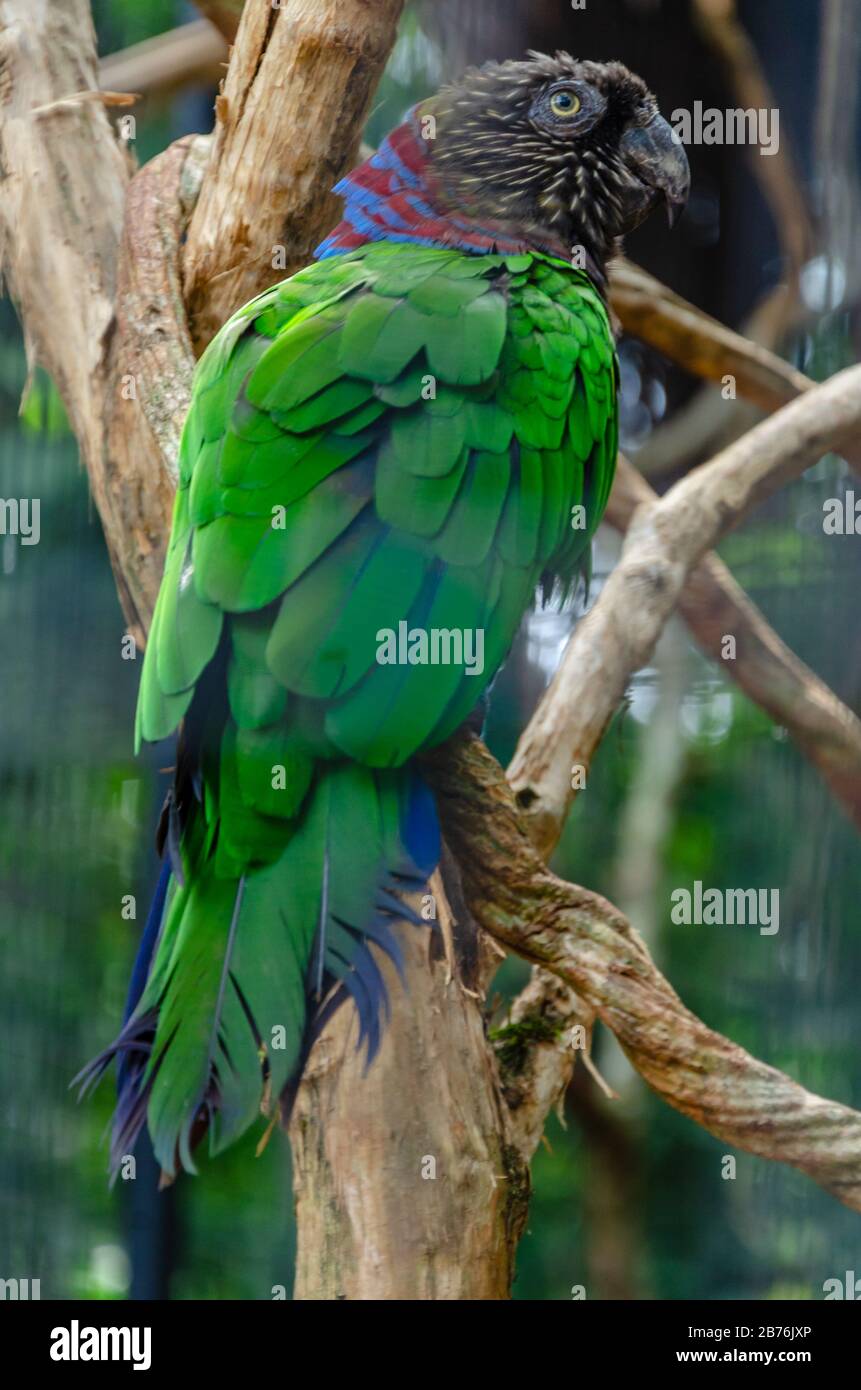 green macaw with grey head and blue and red neck, standing on a branch ...