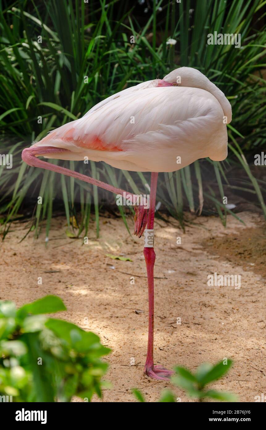 Single flamingo standing on one foot on sand, sleeping, surrounded of ...