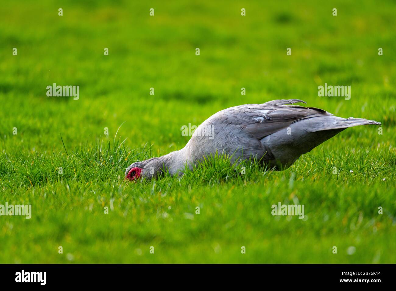 Warty growth hi-res stock photography and images - Alamy