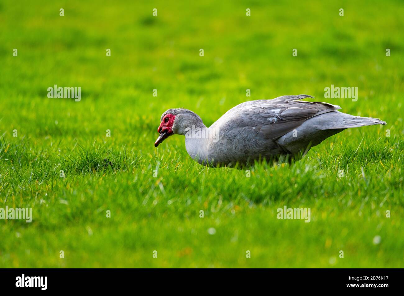 Warty growth hi-res stock photography and images - Alamy