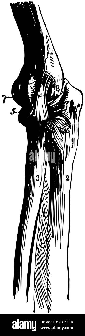 This illustration represents Elbow Joint, vintage line drawing or ...