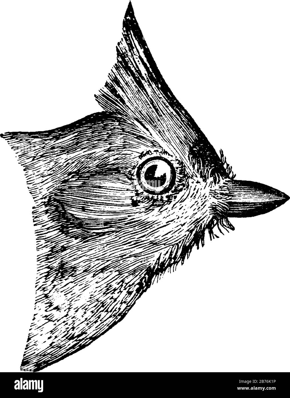 This illustration represents Tufted Titmouse, vintage line drawing or ...