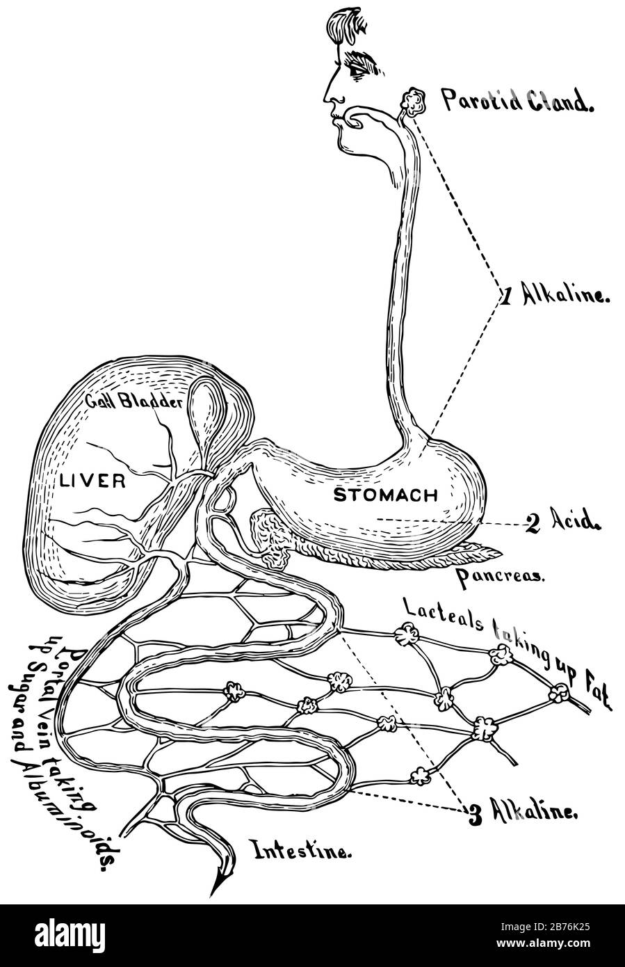 This diagram represents Digestive Tract, vintage line drawing or ...