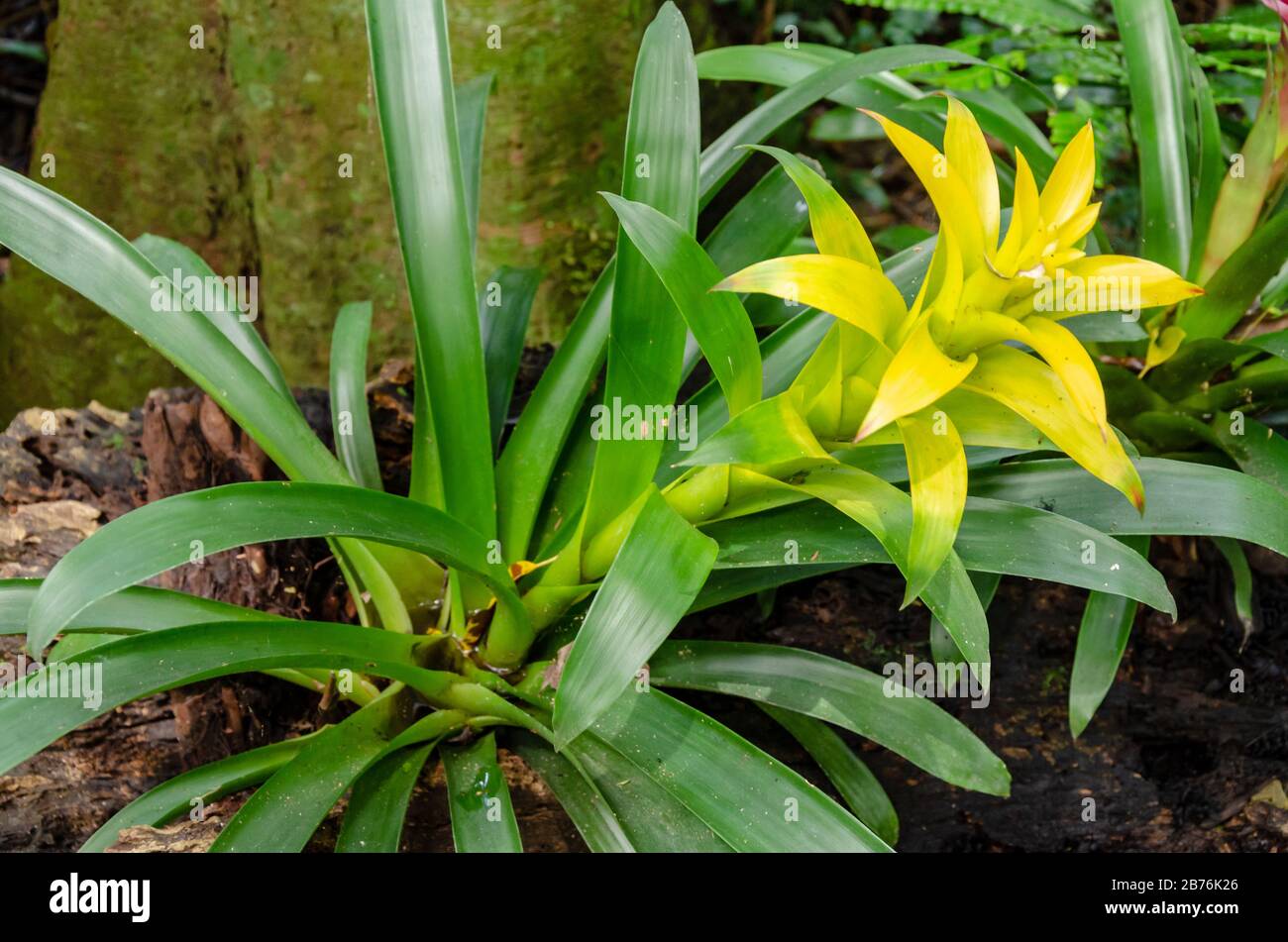 Colorful Iguazu native flowers Stock Photo - Alamy