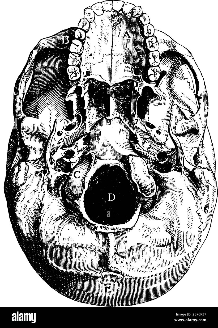 Palate process of upper jawbone, vintage line drawing or engraving ...
