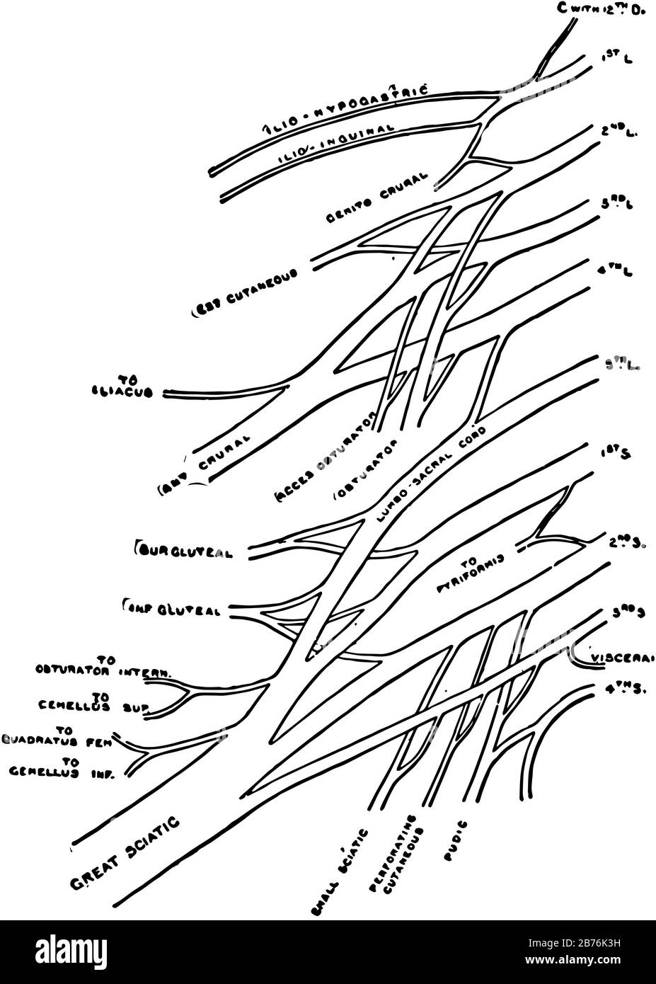 This illustration represents Lumbar and Sacral Plexuses, vintage line ...