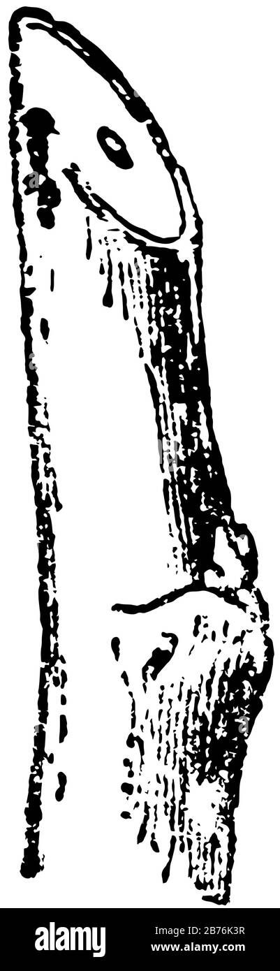 Overgrown plant roots Stock Vector Images - Alamy