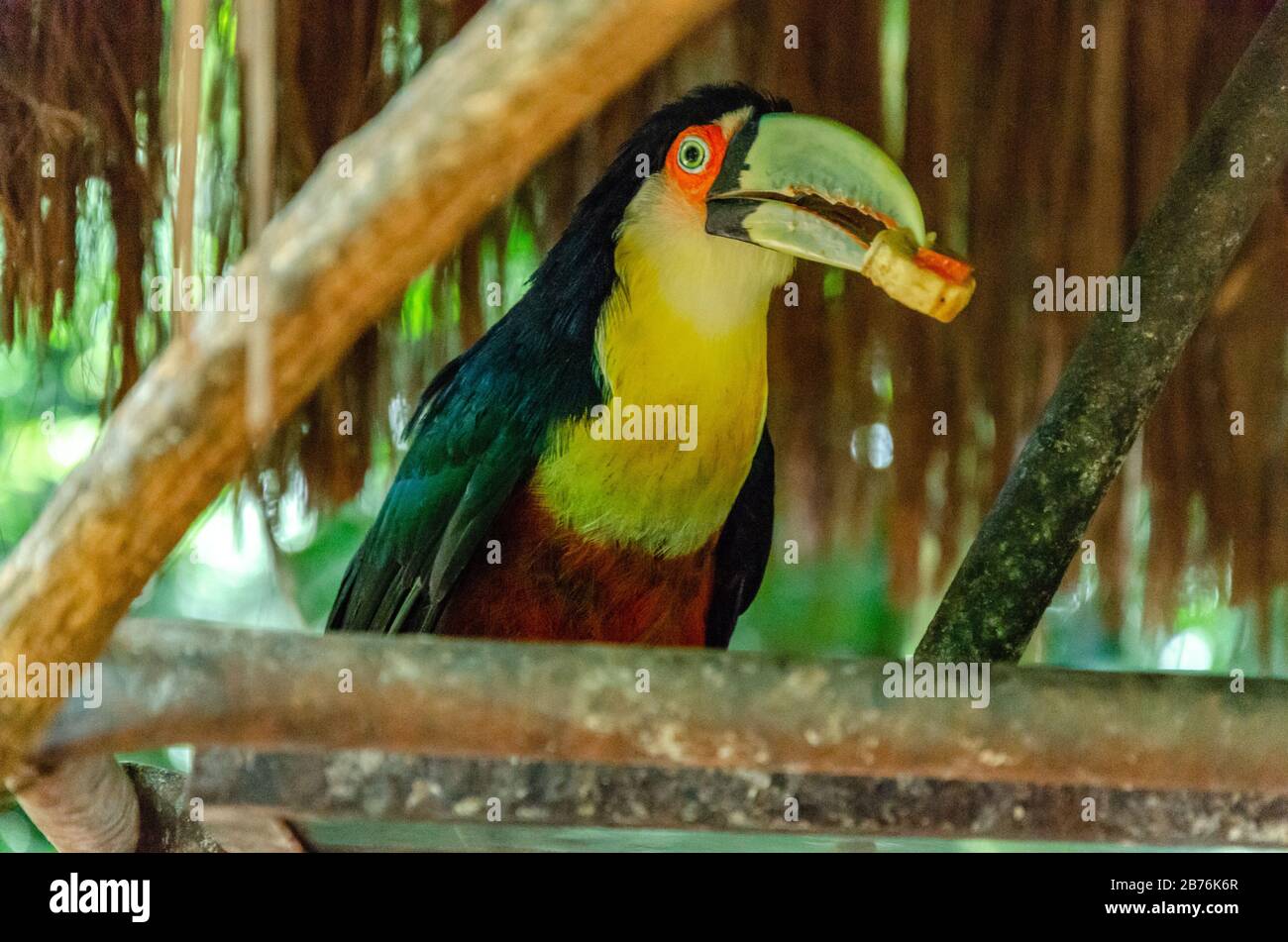 Old rare toucan eating a piece of banana standing on a metallic surface ...