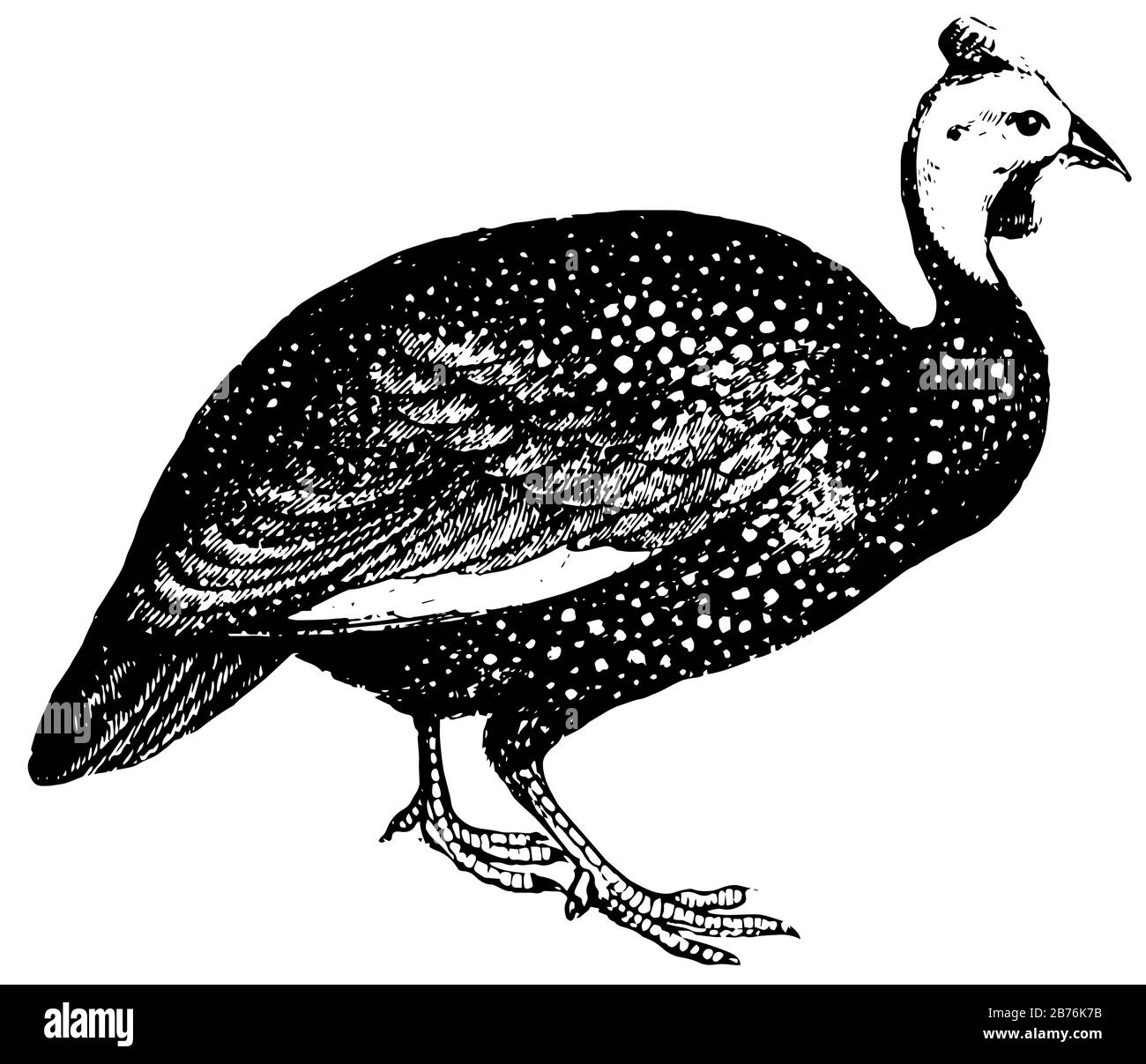 This illustration represents Guinea Fowl, vintage line drawing or ...