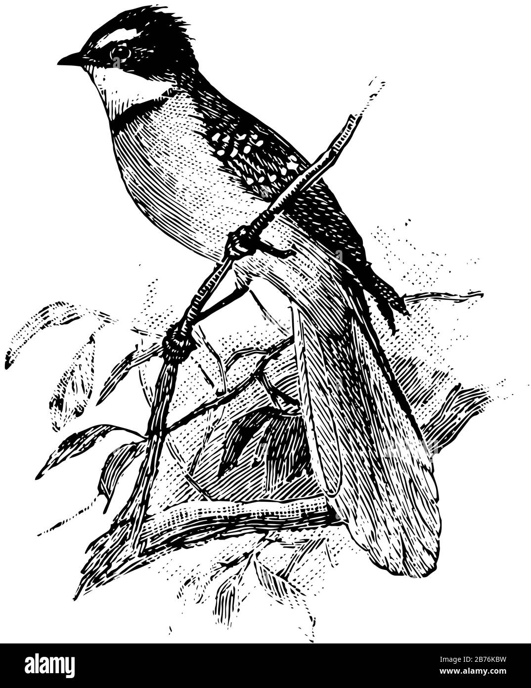 Fan Tailed Flycatcher with a large fan like tail, vintage line drawing ...
