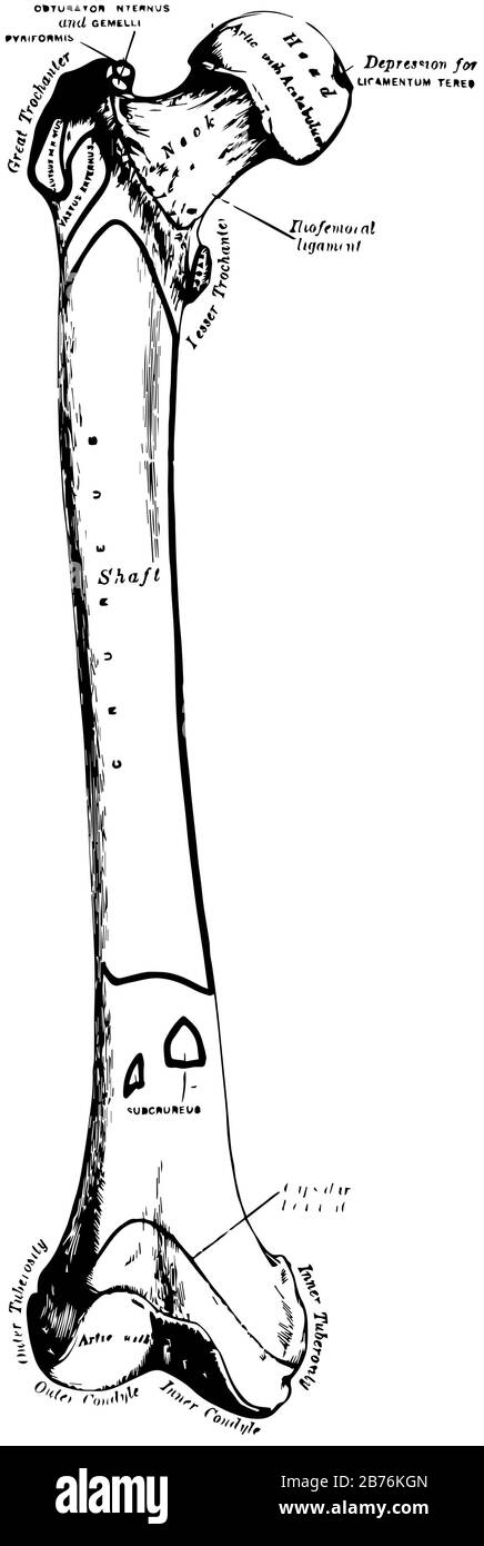 This illustration represents Femur, vintage line drawing or engraving ...