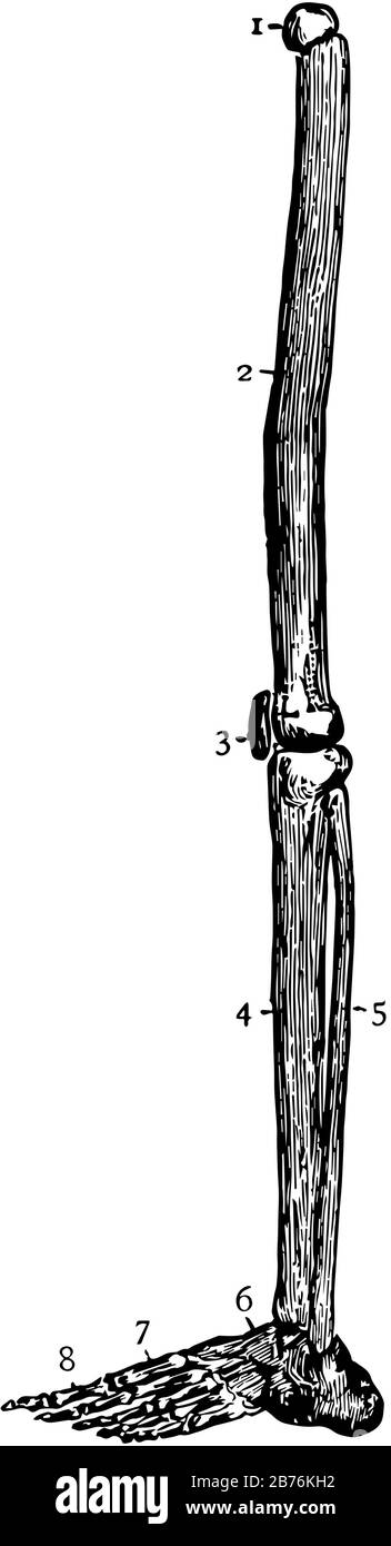 This illustration represents Lower Extremity, vintage line drawing or ...