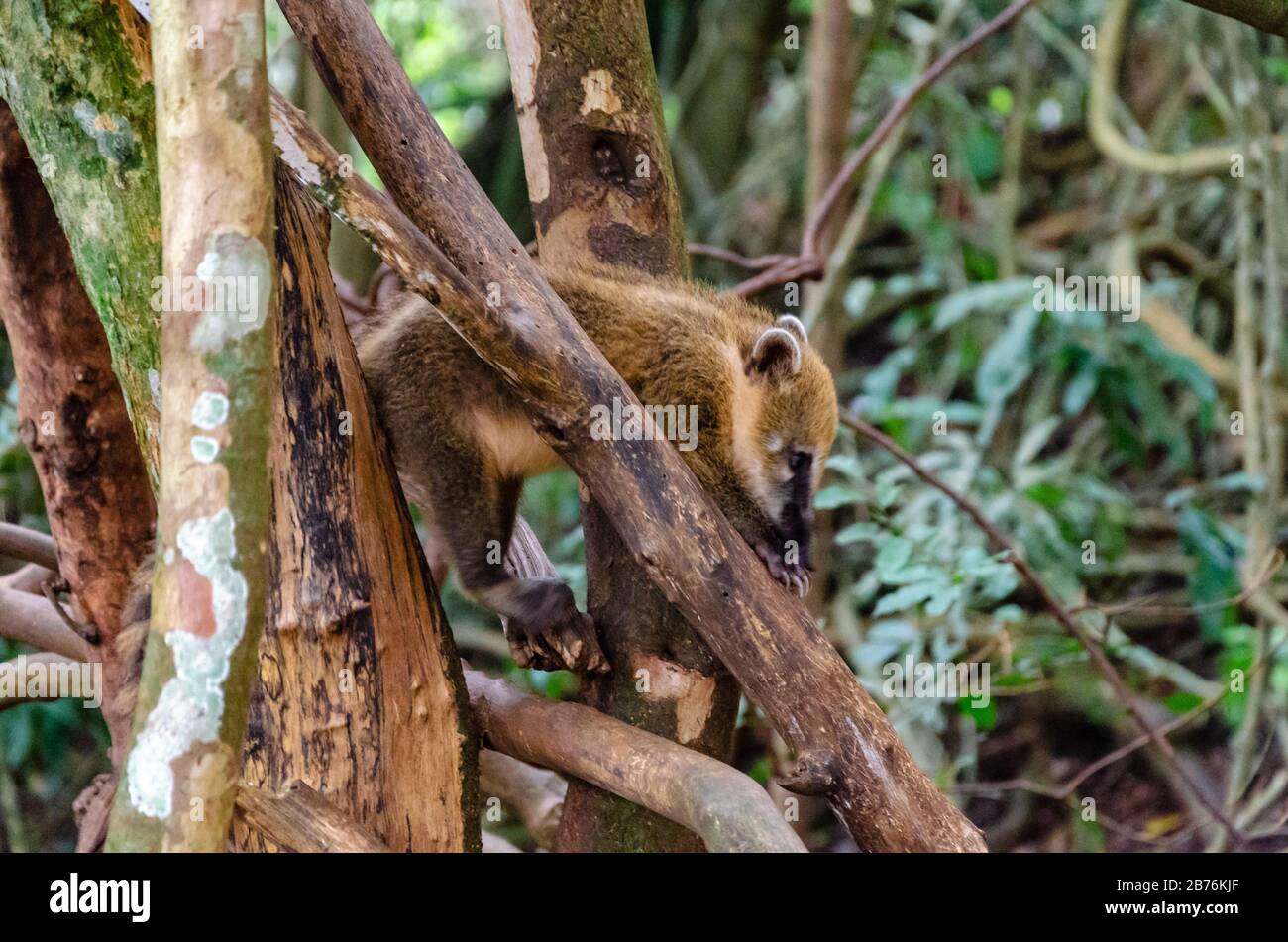 Little coati in the middle of branches of a native tree with movement ...