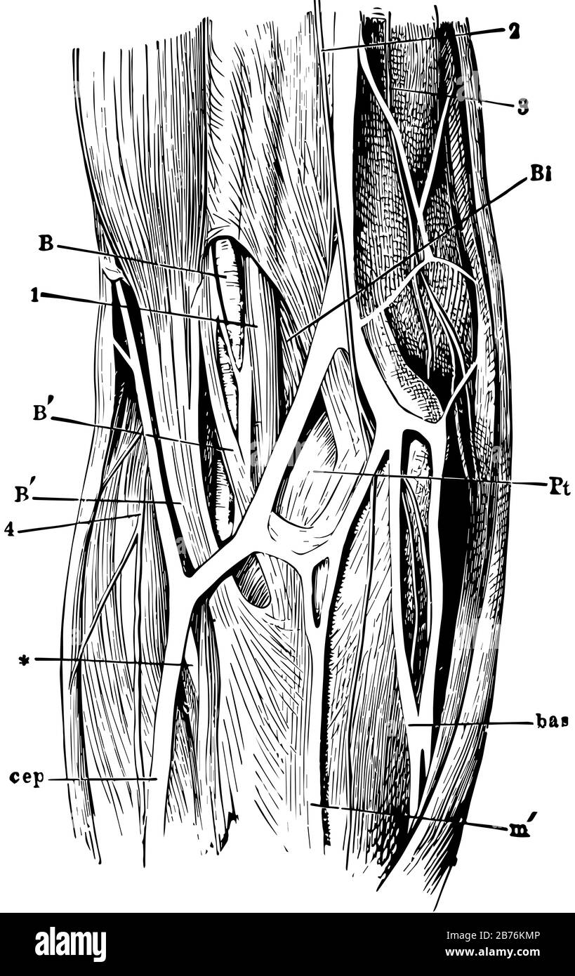 Superficial veins hi-res stock photography and images - Alamy