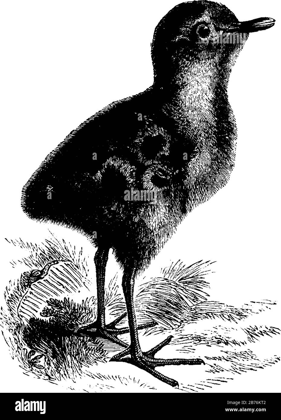 This illustration represents Young curlew, vintage line drawing or ...