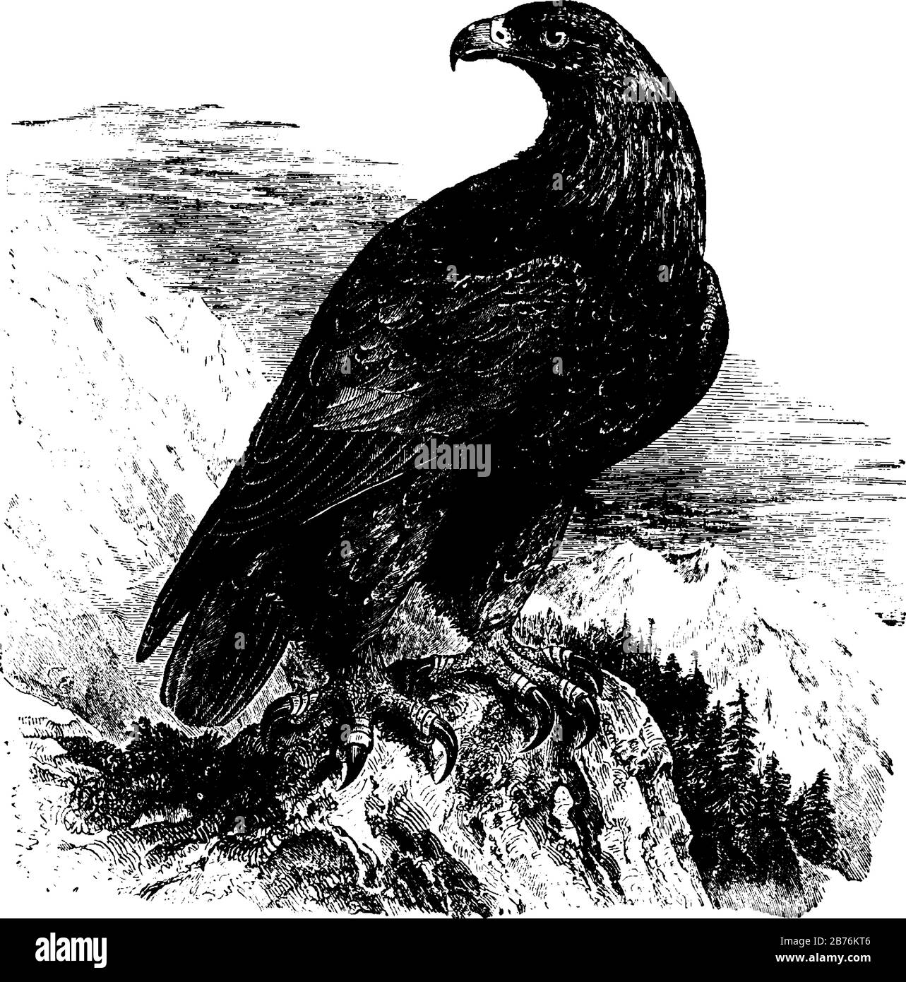 Royal Eagle also known as the common eagle of Europe, vintage line ...