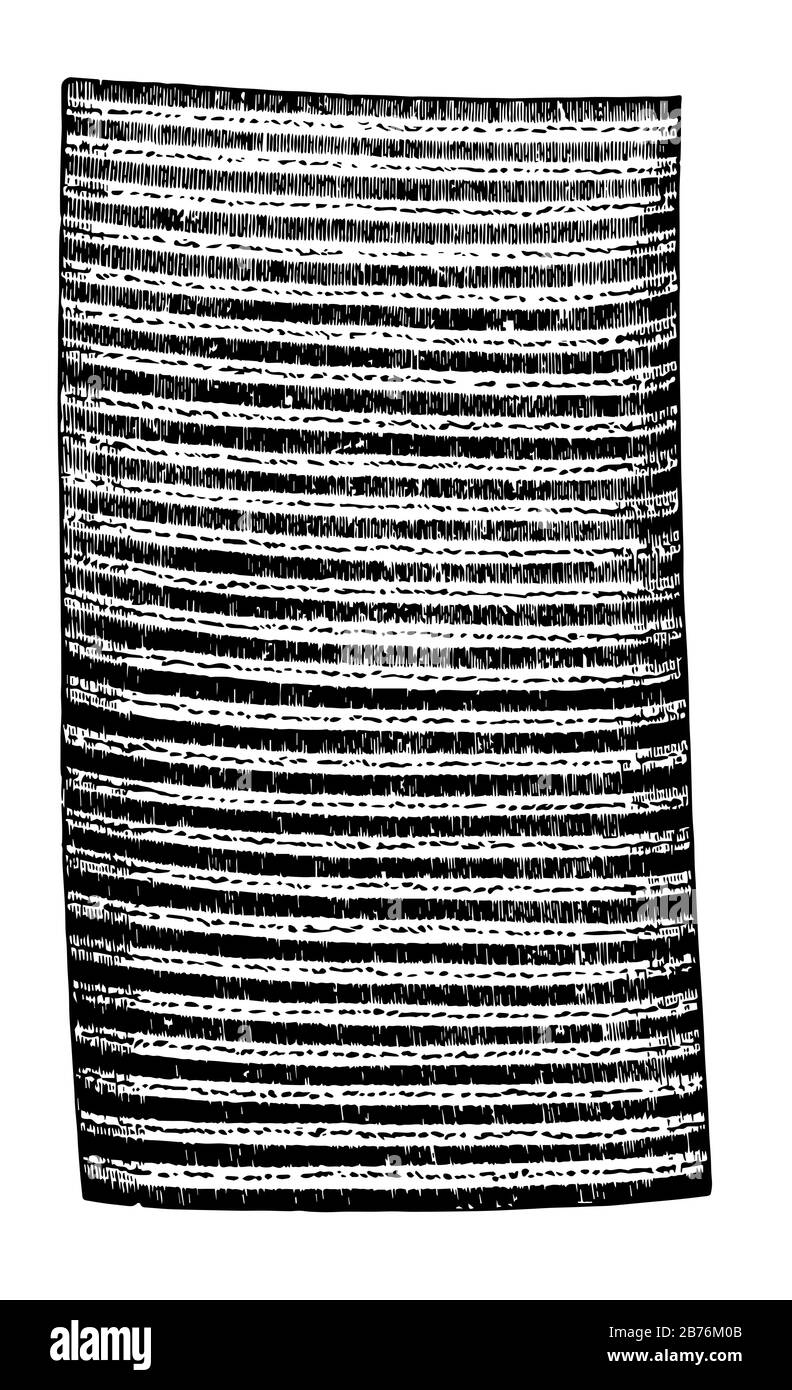 This illustration represents Human Muscle, vintage line drawing or ...