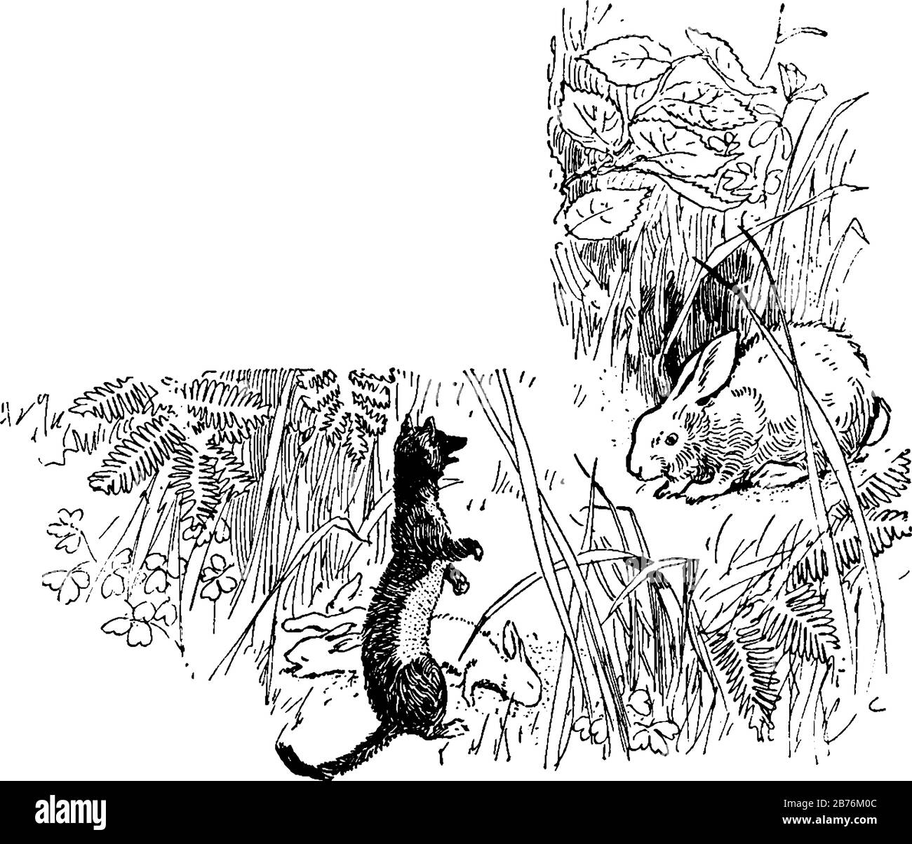 Weasel with a rabbit in this frame, vintage line drawing or engraving ...