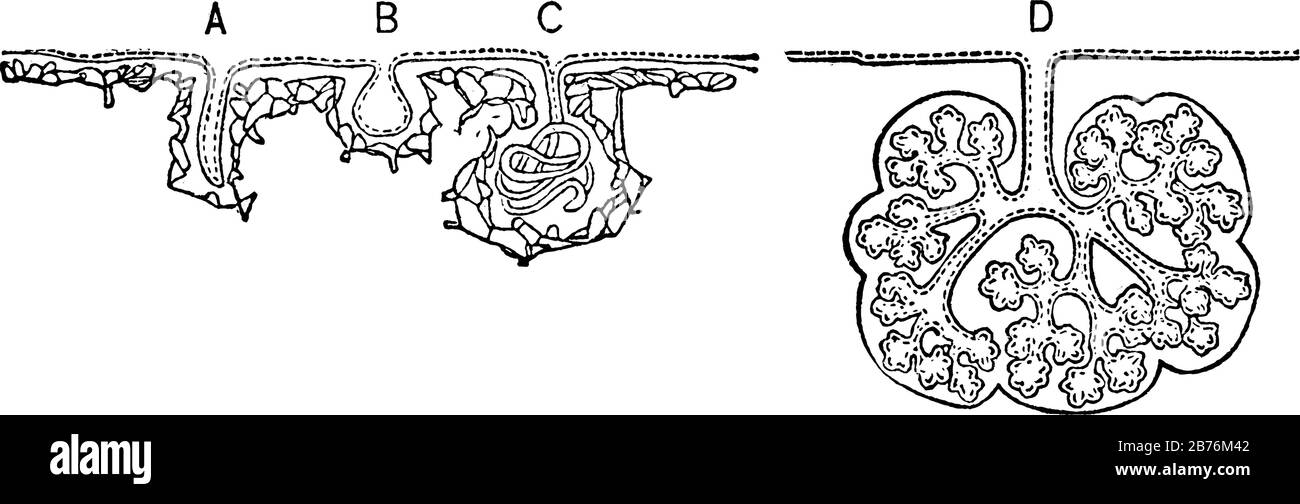 This illustration represents Secreting Glands, vintage line drawing or ...