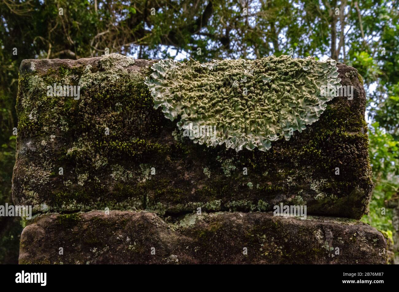 Detail of an ancient rock with a mossy structure covering one part ...