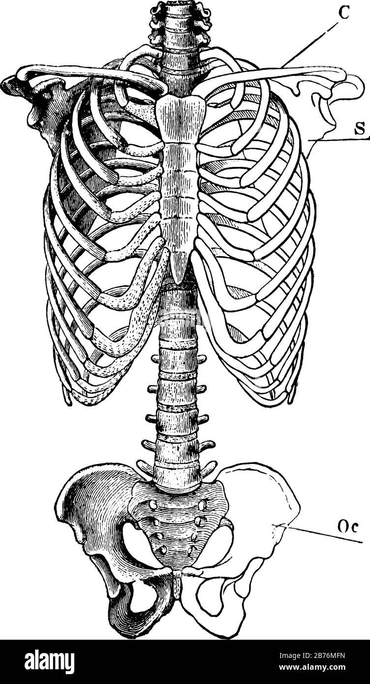This illustration represents Skeletal Trunk, vintage line drawing or ...