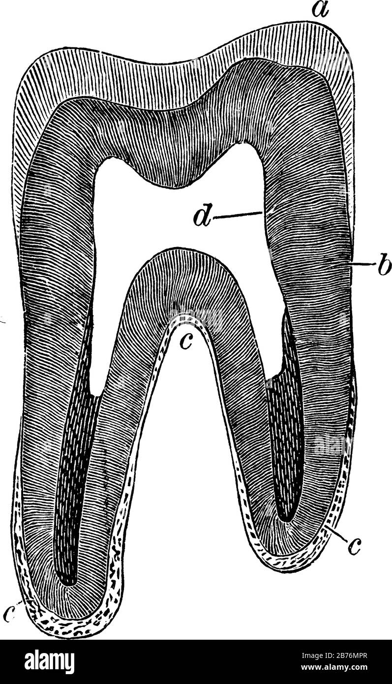 Pulp Cavity