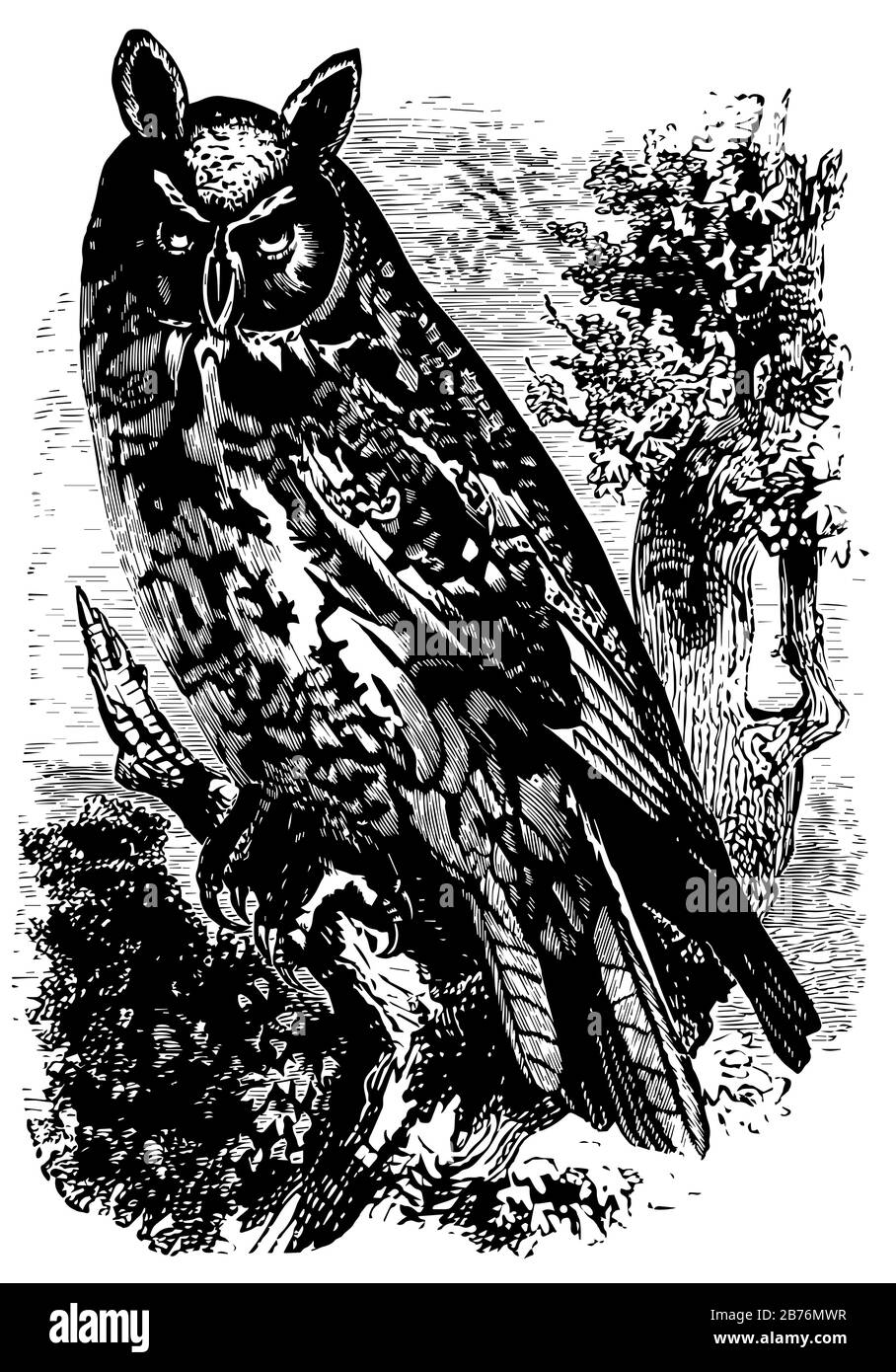 Great Short Eared Owl native to southern Europe and northern parts of ...