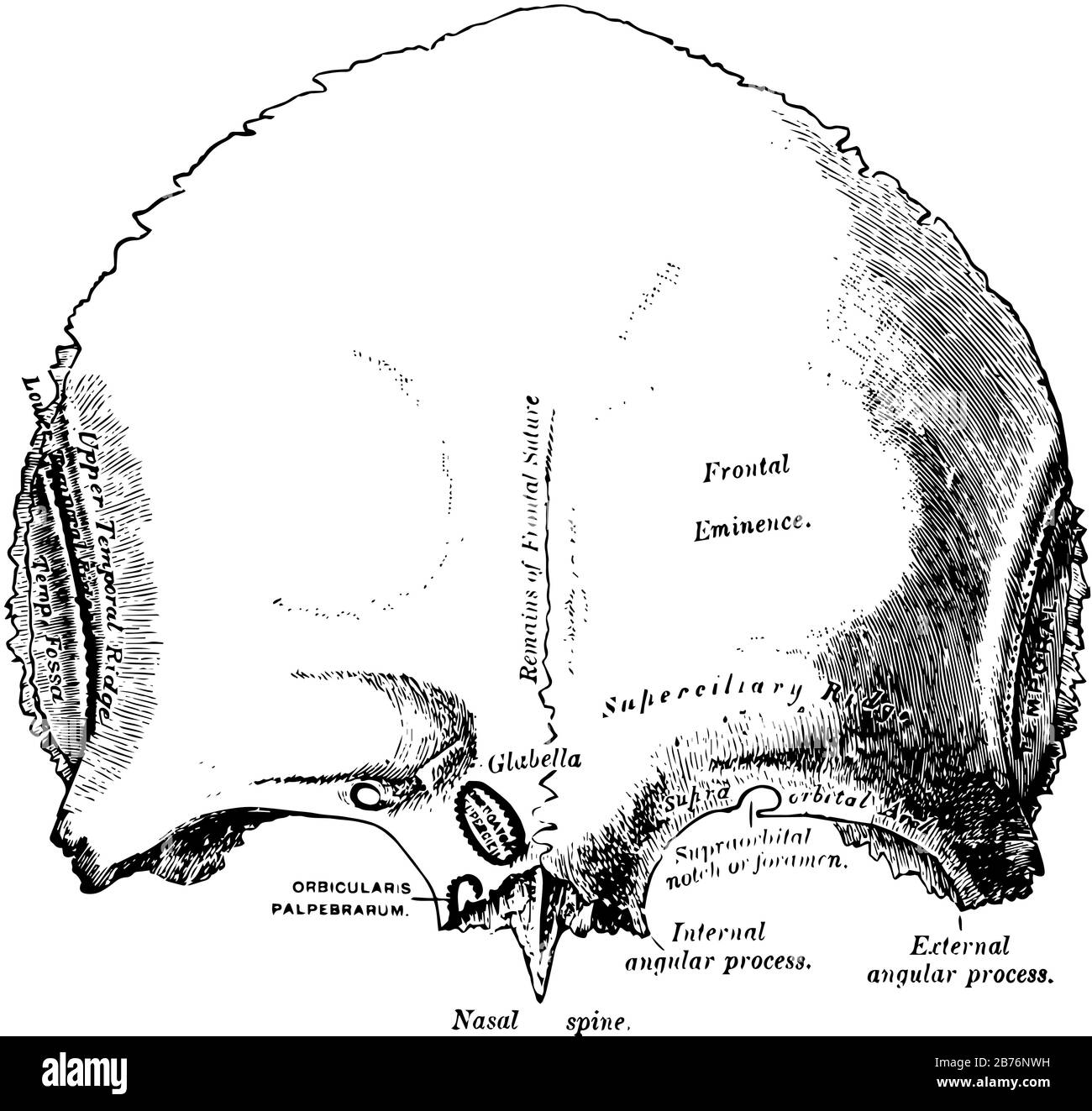 A bone in the human skull that consists of two portions a vertical ...