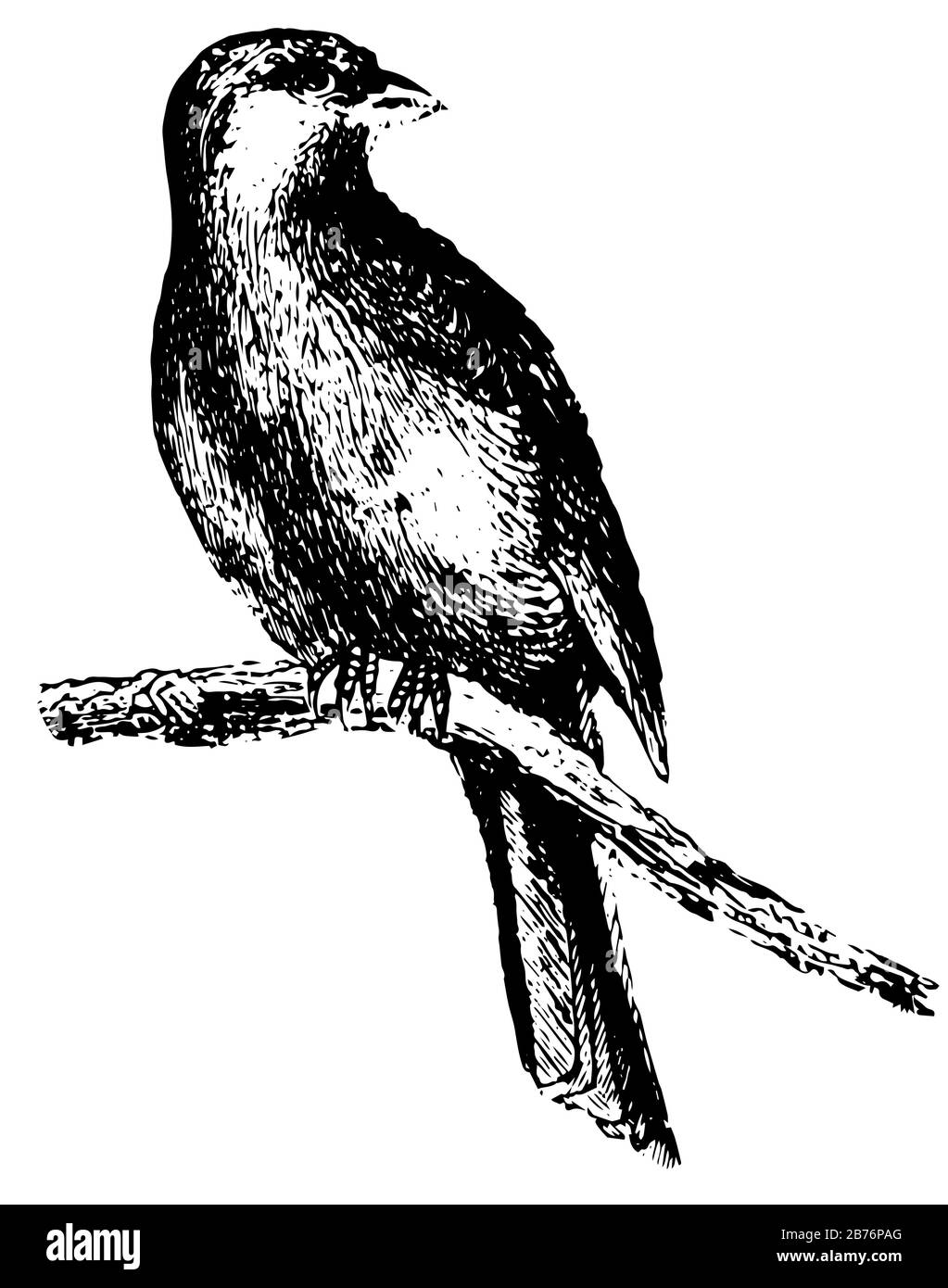 Canary is generally known by us as cage birds, vintage line drawing or engraving illustration ...