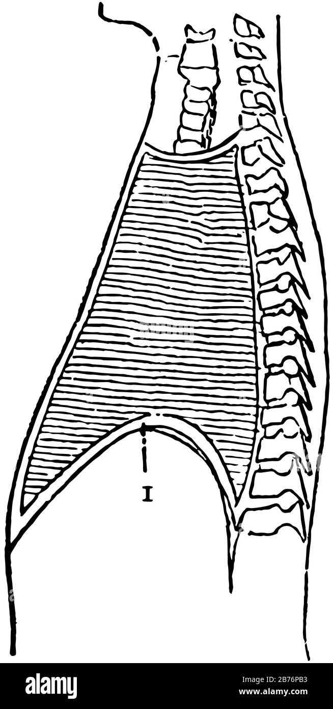This illustration represents Expiration, vintage line drawing or ...