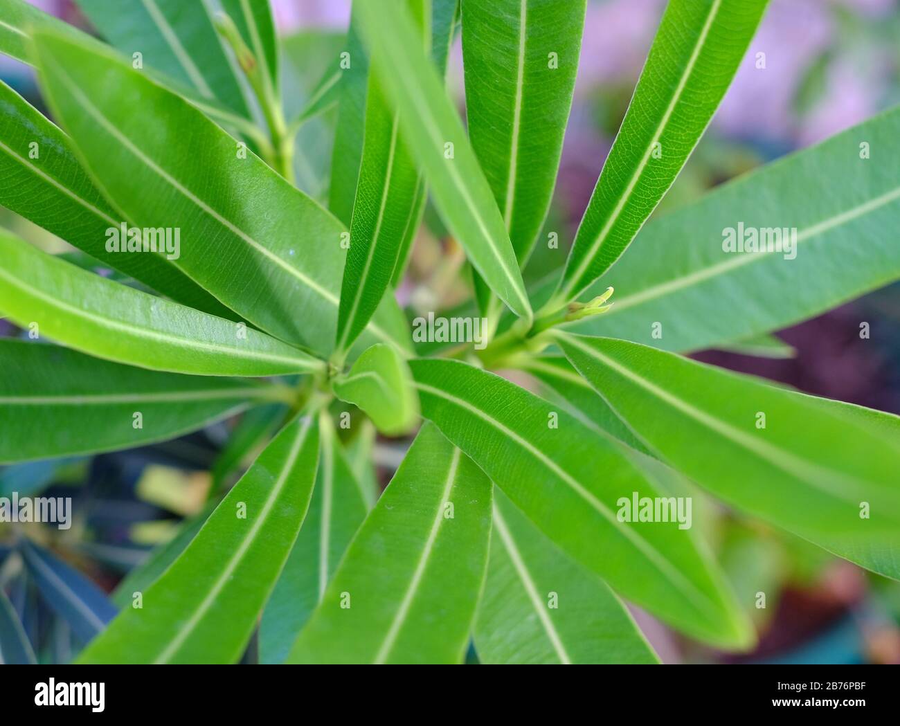 Symmetry in nature hi-res stock photography and images - Alamy