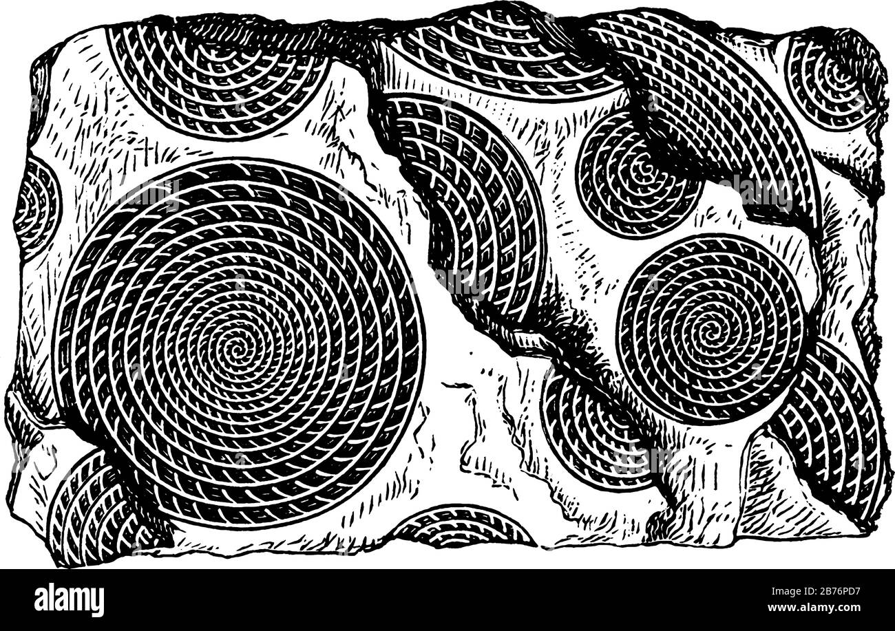 Fossil limestone paleontology Stock Vector Images - Alamy