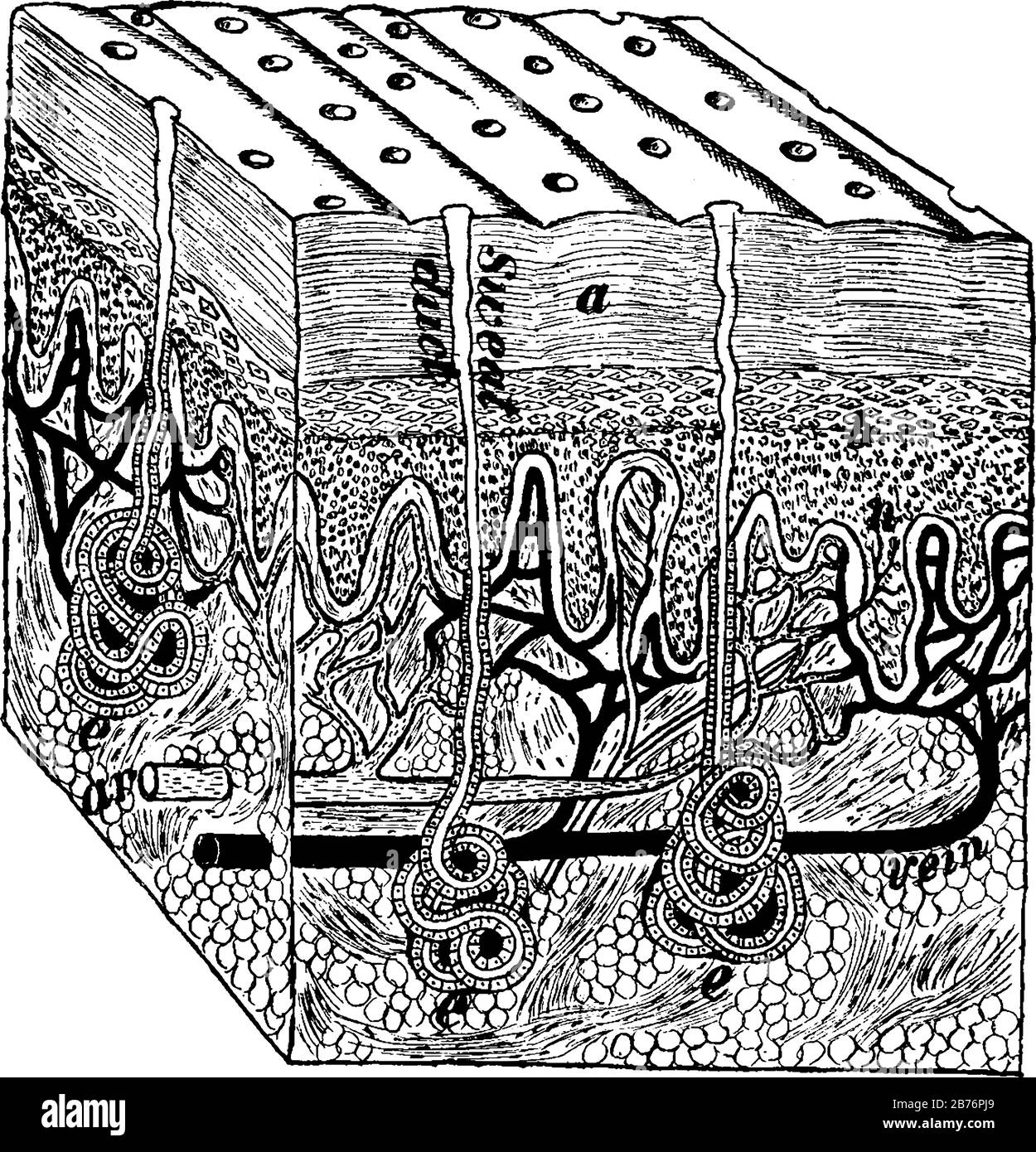 This illustration represents Section of skin, vintage line drawing or ...
