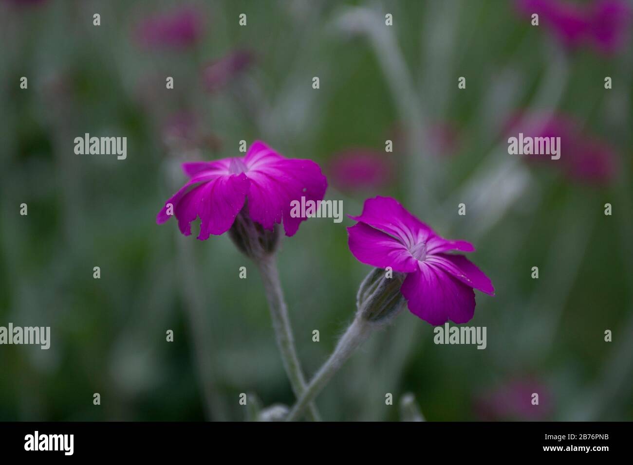 Rose Campion (lychnis coronaria Stock Photo - Alamy