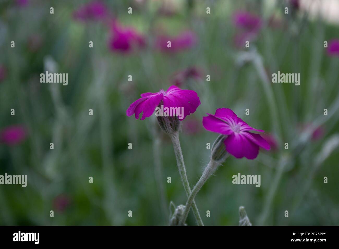 Rose Campion (lychnis coronaria Stock Photo - Alamy