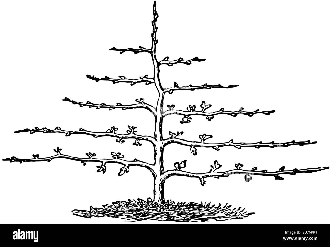 This illustration represents Horizontal Shaped Pruning where tree shape ...