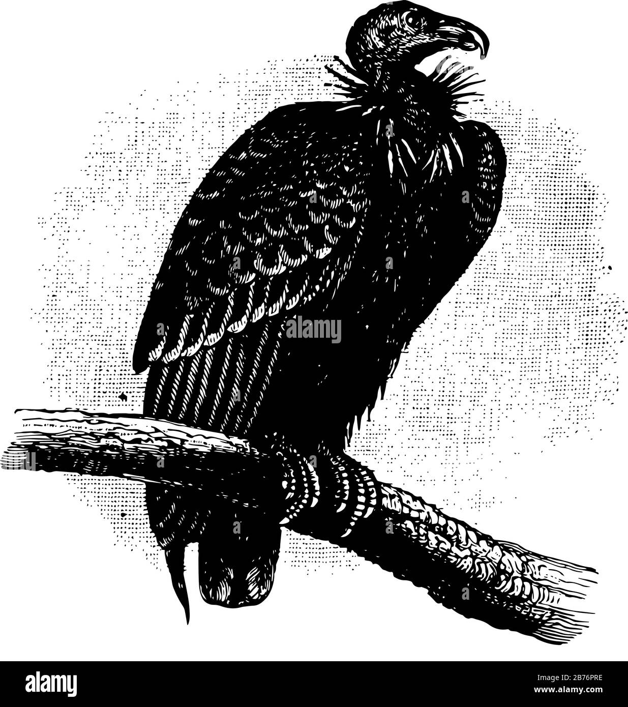 California condor has been reported to be up to 9 feet wide, vintage ...